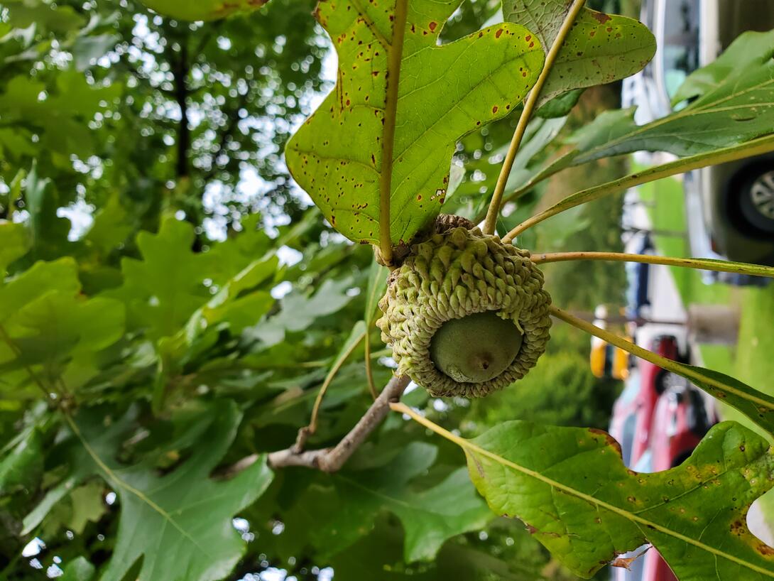 Bur Oak | CMP Tree Selection Tool